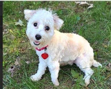 Lost Dog, White Maltipoo in Pinehurst UPDATE: FOUND | Pets | thepilot.com