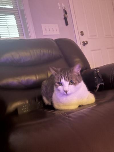 Lost Cat, Brown and White Short Hair in Aberdeen UPDATE: HOME | Pets ...