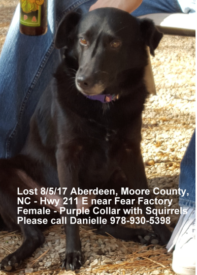 Lost Dog, Black Sheltie Lab Mix in Aberdeen UPDATE: FOUND | Pets ...