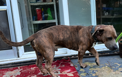 Found Dog, Brindle Mix Breed in Pinehurst | Pets | thepilot.com