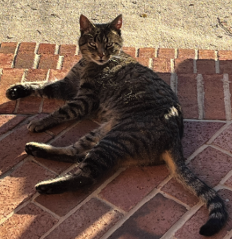 Found Cat, Brown Tabby in Pinehurst | Pets | thepilot.com