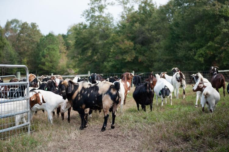 Down on the Goat Farm | Gallery | thepilot.com