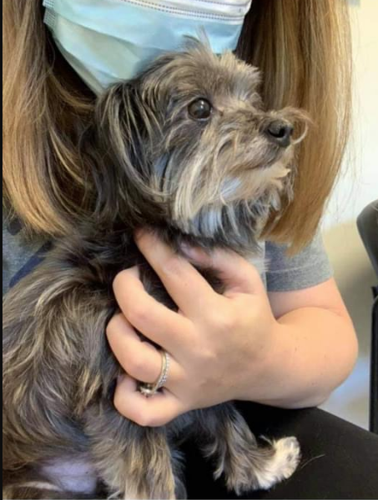 Lost Dog, Gray Terrier (Morkie) in Southern Pines UPDATE: FOUND | Pets ...