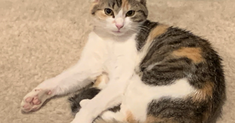 Lost Cat, Calico Cat in Carthage | Pets | thepilot.com