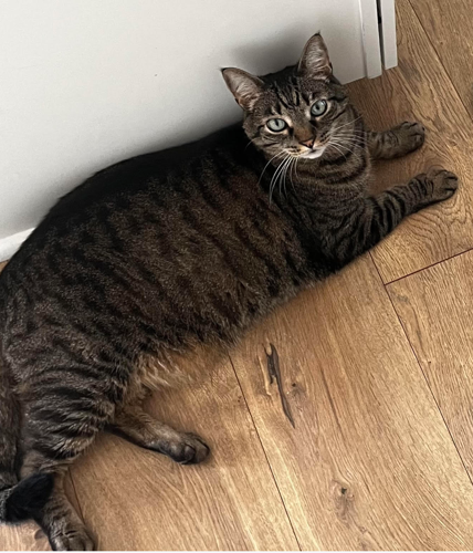 Lost Cat, Gray/Brown Tabby Cat in Aberdeen UPDATE: FOUND | Pets ...
