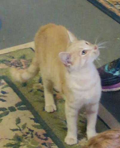 Found Cat, Buff Orange Tabby in Southern Pines | Pets | thepilot.com