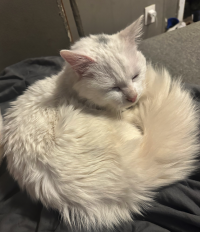 Found Cat, Medium-Haired Cream Colored/Grey Cat in Carthage | Pets ...