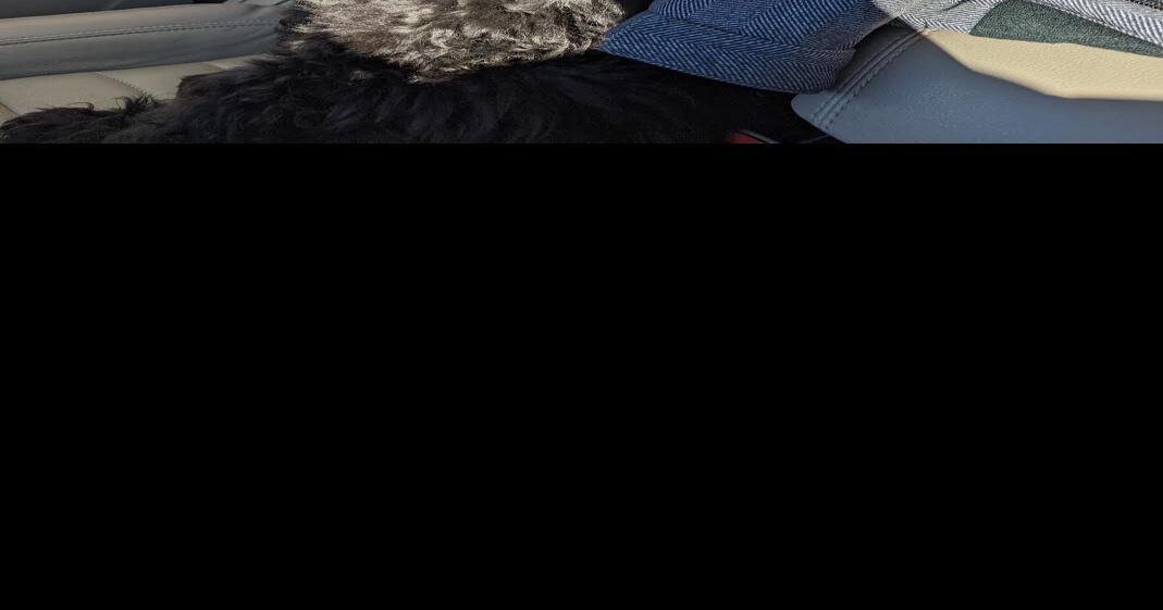 Lost Dog, Black Poodle in Bennett UPDATE: FOUND | Pets | thepilot.com