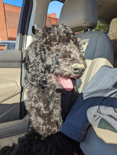 Lost Dog, Black Poodle in Bennett UPDATE: FOUND | Pets | thepilot.com