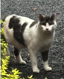 Found Cat, White and Gray Cat in Southern Pines | Pets | thepilot.com