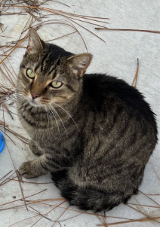Found Cat, Dark Gray/Brown Tabby in Pinehurst (Forest Creek) | Pets ...