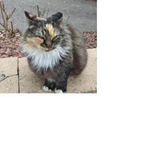 Lost Cat, Longhaired Calico Cat in Foxfire REWARD OFFERED | Pets ...