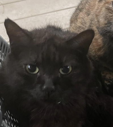 Lost Cat, All Black Cat in Pinehurst UPDATE: FOUND | Pets | thepilot.com