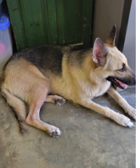 Found Dog, Two German Shepherds in Seven Lakes West (West End) UPDATE ...