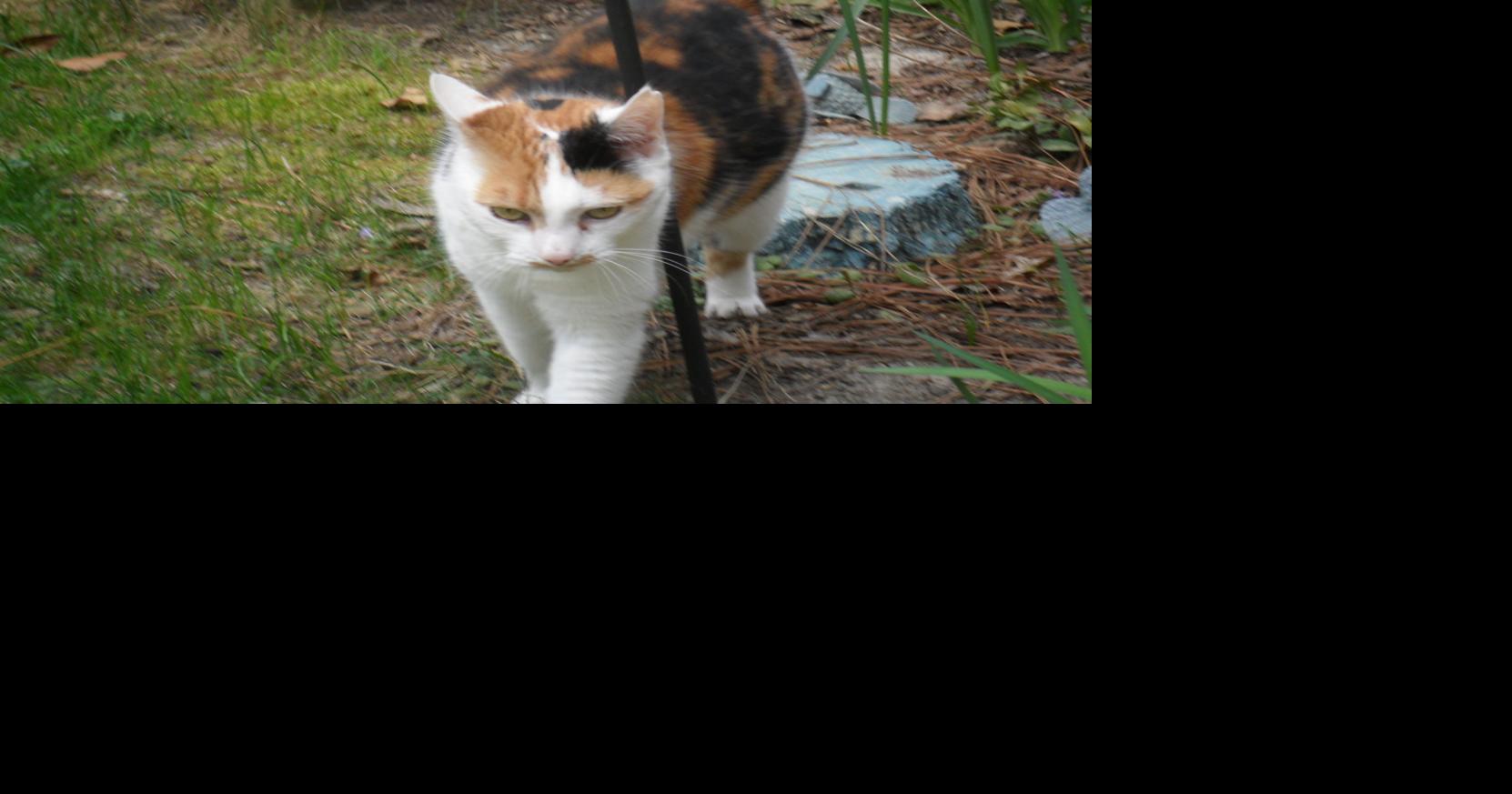 Lost Cat, Calico cat in Pinehurst | Pets | thepilot.com