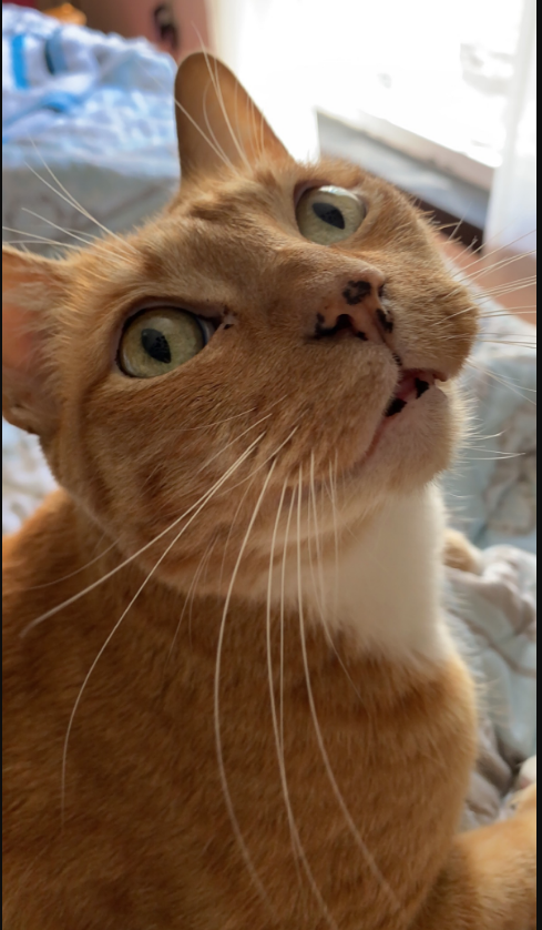 Lost Cat, Orange Tabby in Cameron UPDATE: FOUND | Pets | thepilot.com