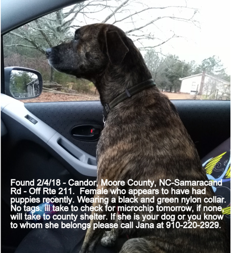 Found Dog, Brindle Mixed Breed near Samarcand (Candor/Eagle Springs ...