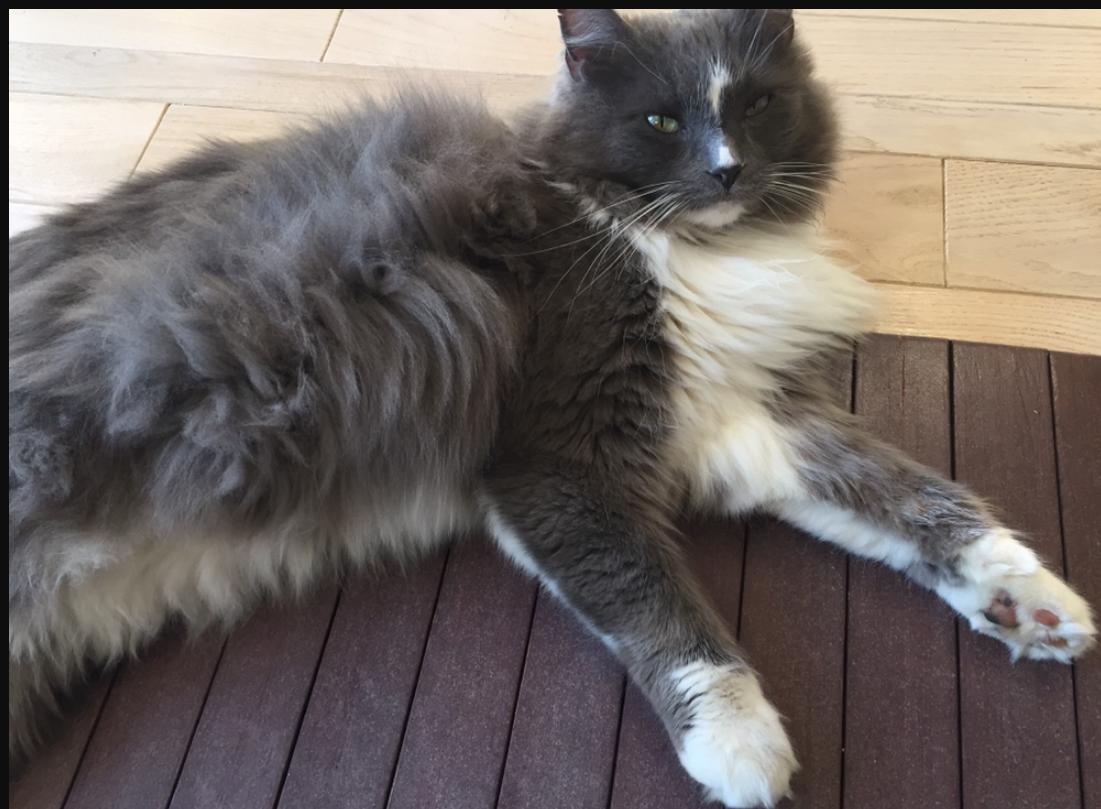 Lost Cat, Medium-Haired Gray Tuxedo Cat in Pinehurst UPDATE: FOUND ...