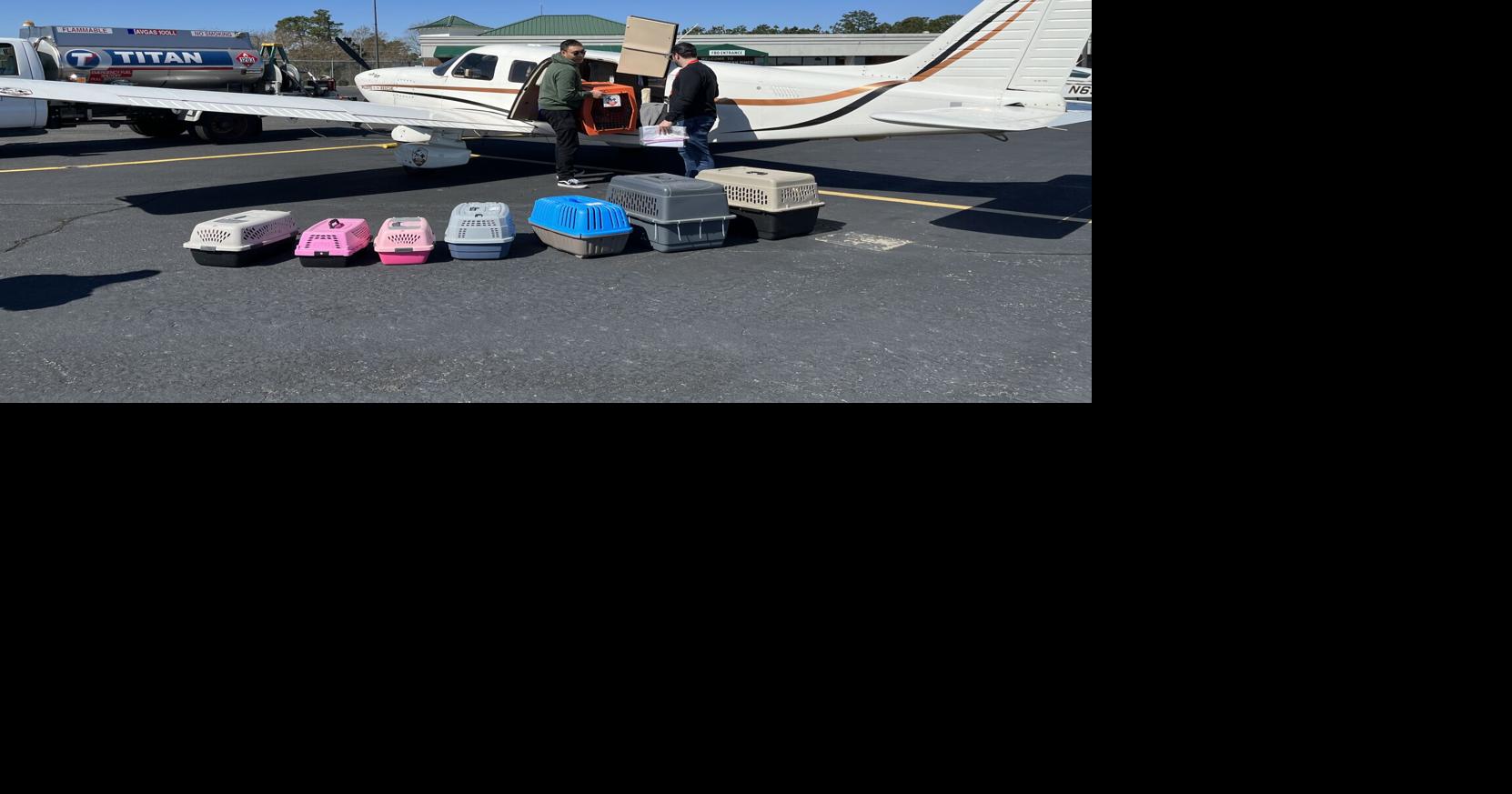 Airborne Adoption Efforts: These Flights are for the Dogs — and Cats ...