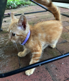Found Cat, Young Orange Tabby Kitten in Aberdeen | Pets | thepilot.com