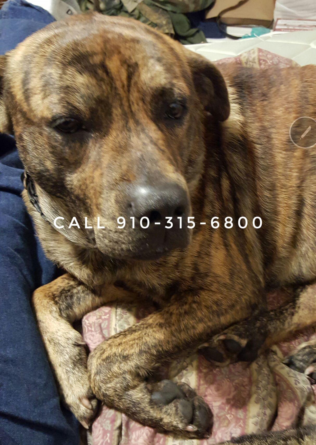 Lost Dog, Brindle Large Mixed Breed in Cameron UPDATE: FOUND | Pets ...
