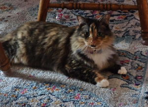 Lost Cat, Longhaired Calico Cat in Carthage | Pets | thepilot.com
