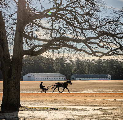 Horsing Around at The Harness Track | Features | thepilot.com