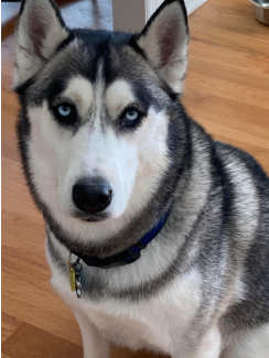 Lost Dog, Husky in Pinehurst UPDATE: FOUND | Pets | thepilot.com