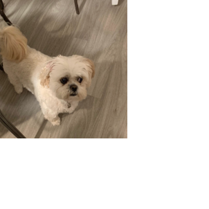 Lost Dog, White Shih Tzu in Southern Pines (MidPines area) UPDATE ...