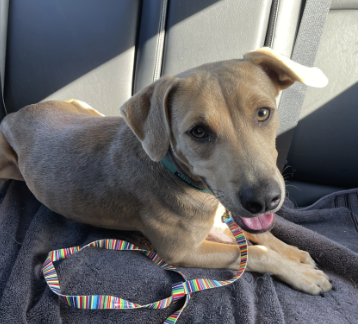 Found Dog, Tan Lab Mix in Aberdeen UPDATE: OWNER FOUND | Pets ...