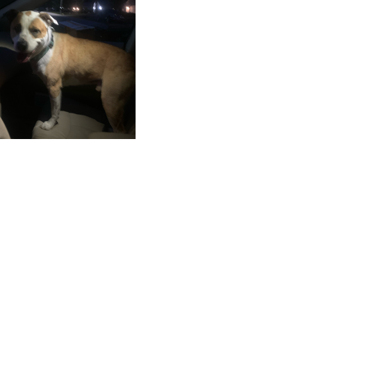 Found Dog, Tan Pit in Aberdeen | Pets | thepilot.com
