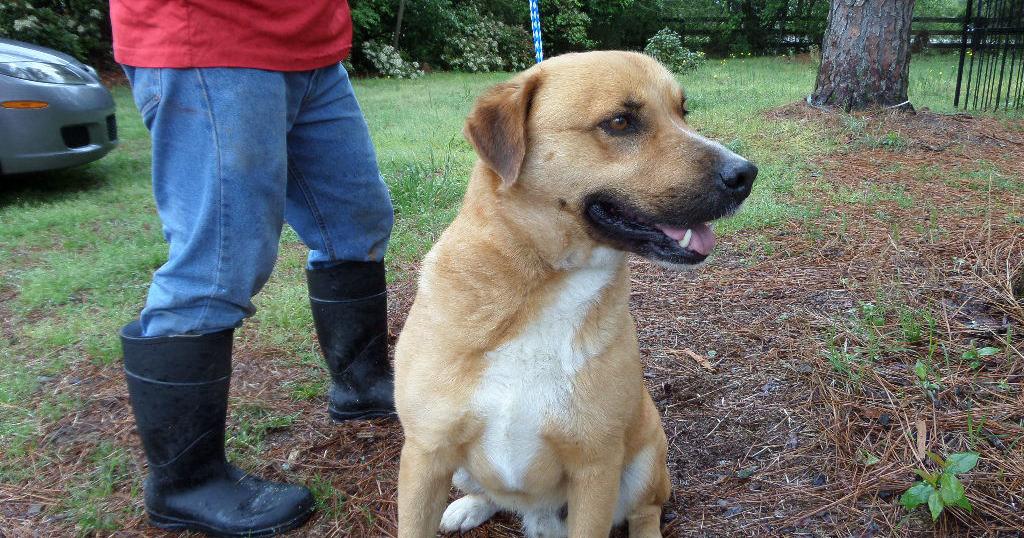 Pet of the Week: Male Lab Mix Named Rusty | Pets | thepilot.com