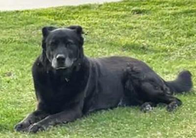 Lost Dog, Black Lab in Foxfire (near Pinehurst/Bowman Rd area) UPDATE ...