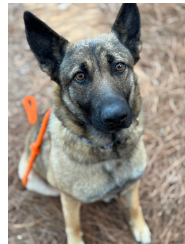 Lost Dog, German Shepherd in Aberdeen UPDATE: FOUND | Pets | thepilot.com