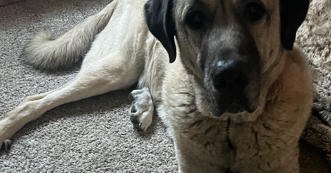 Lost Dog, Boz Shepherd in Downtown Southern Pines UPDATE: FOUND | Pets ...