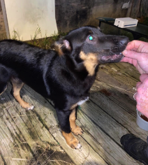 Lost Dog, German Shepherd in Spies Road | Pets | thepilot.com