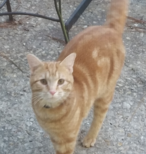 Found Cat, Orange Tabby in Southern Pines | Pets | thepilot.com