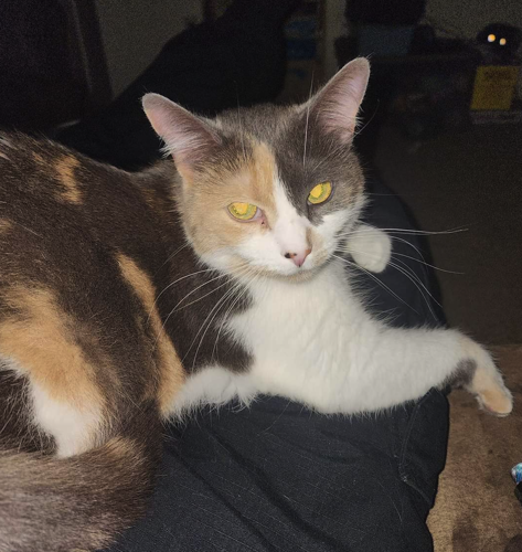 Lost Cat, Calico Cat in Southern Pines (Austin's Ridge area) | Pets ...