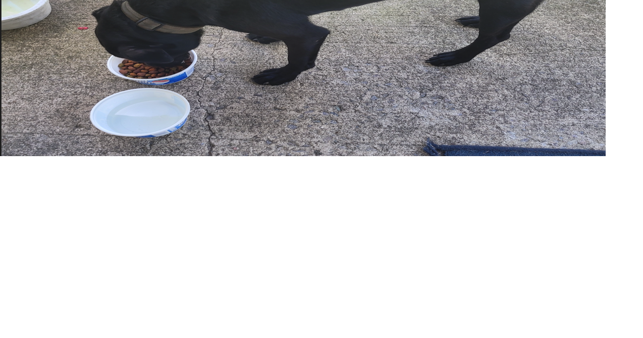 Found Dog, Black Lab Mix in Vass | Pets | thepilot.com