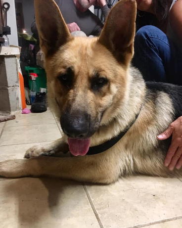 Found Dog, German Shepherd in Aberdeen UPDATE: OWNER LOCATED | Pets ...