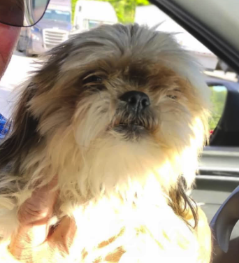 Lost Dog, Brown and Cream Shih Tzu in High Falls | Pets | thepilot.com