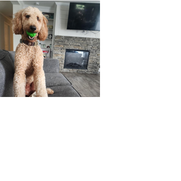 Lost Dog, Apricot Goldendoodle in Eagle Springs UPDATE: FOUND | Pets ...