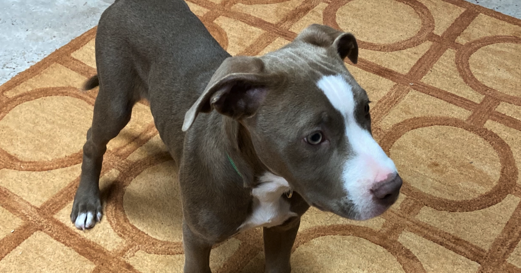 Found Dog, Brown and White Puppy in Southern Pines | Pets | thepilot.com