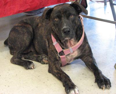 Humane Society Dog Enrolls in Prison Program | News | thepilot.com