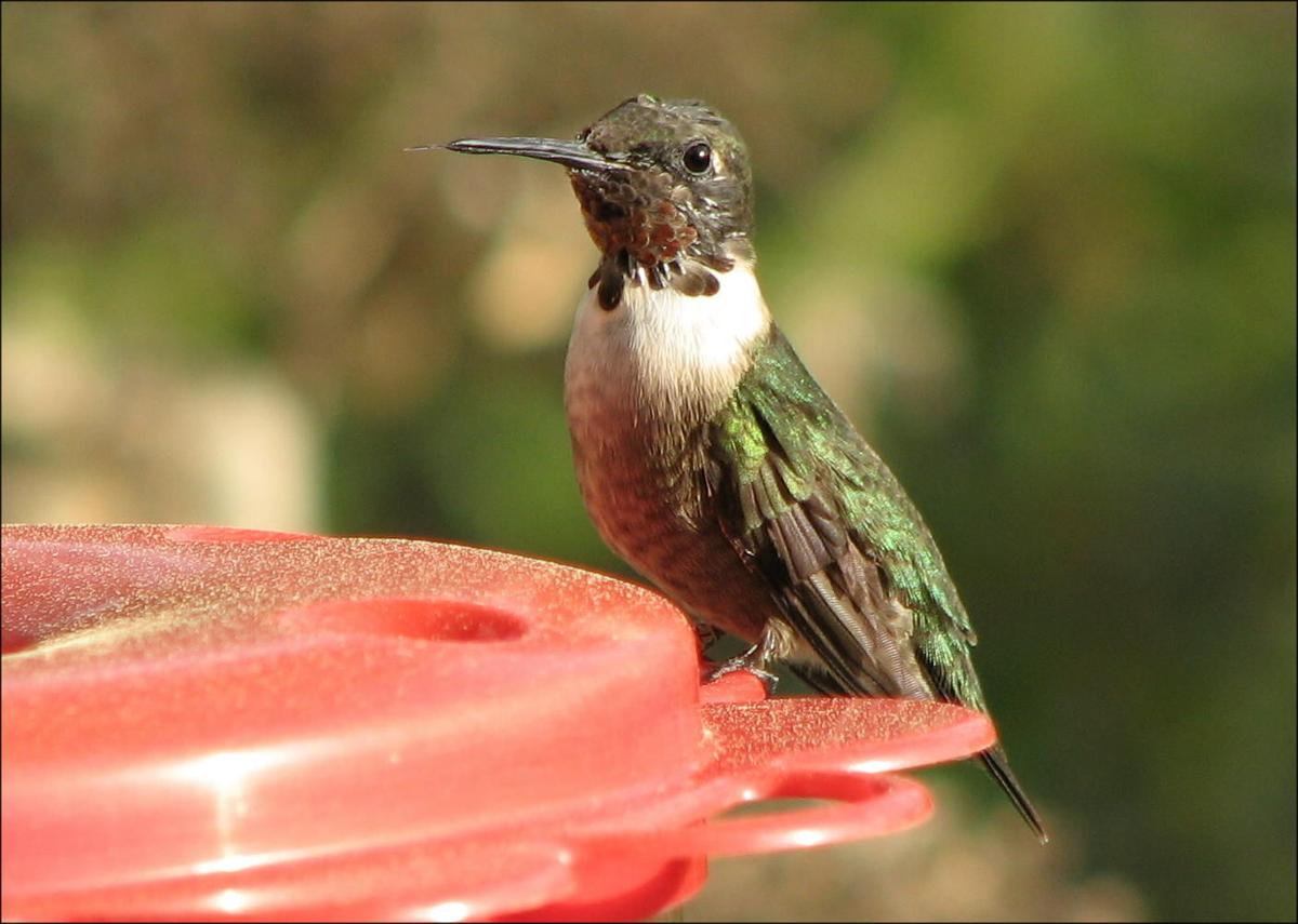 Time for Birds to Change to Fall Outfits | Features | thepilot.com