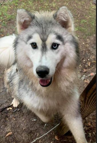 Lost Dog, Husky in Candor | Pets | thepilot.com