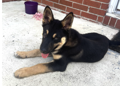 Found Dog, German Shepherd in Aberdeen | Pets | thepilot.com