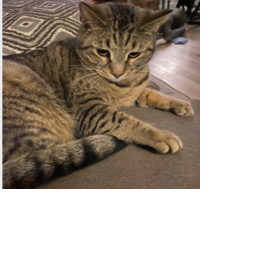 Lost Cat, Grey Tabby in Southern Pines UPDATE: FOUND | Pets | thepilot.com