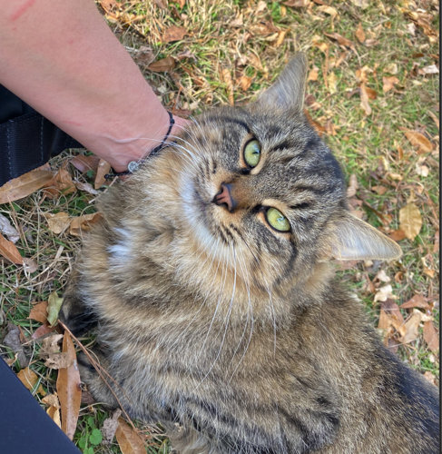 Found Cat, Tortoiseshell Tabby in Southern Pines | Pets | thepilot.com