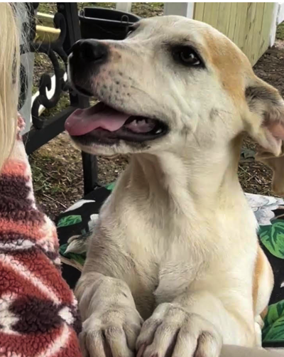 Found Dog, Tan and White Terrier Mix in Candor | Pets | thepilot.com